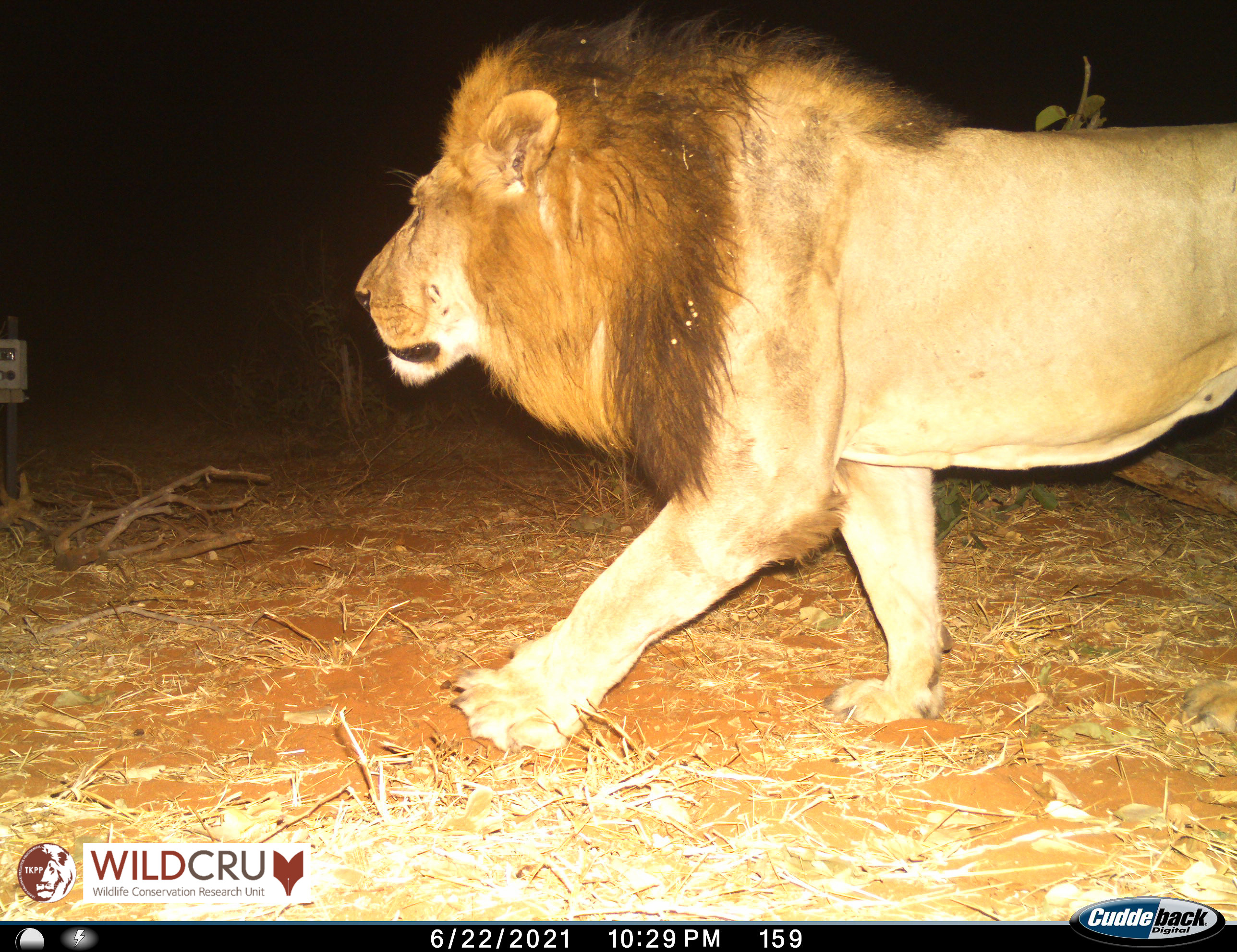 New funding will leverage AI to analyse camera trap images